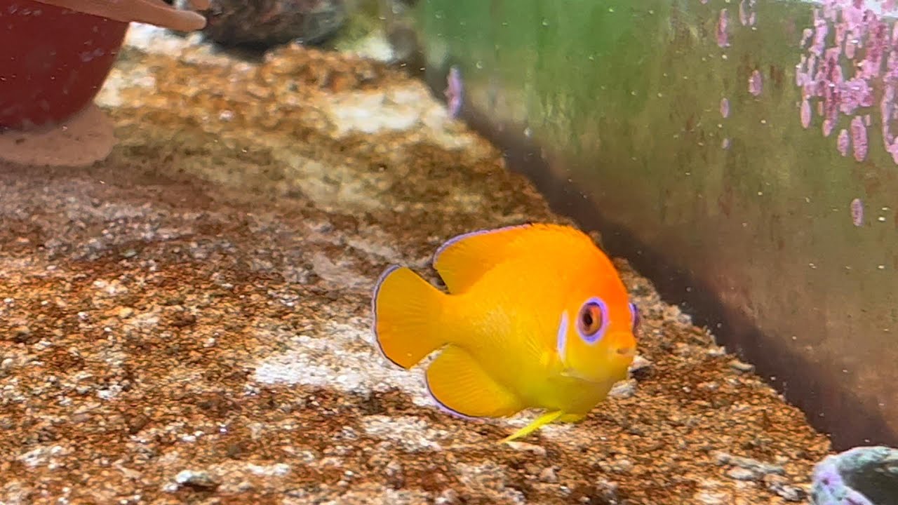 Lemonpeel Angelfish 4K60 HDR - YouTube