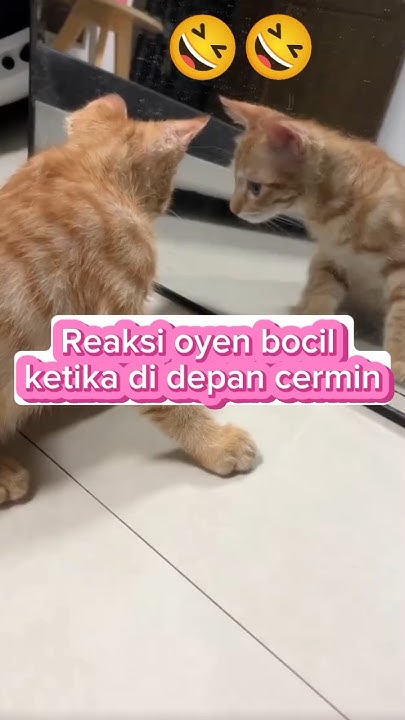 Reaksi oyen bocil ketika di depan cermin 😂😂 #feedshorts #kucinglucu #hewanlucu - YouTube