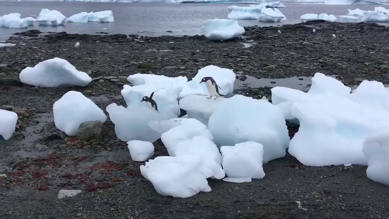 Penguin leaders - YouTube