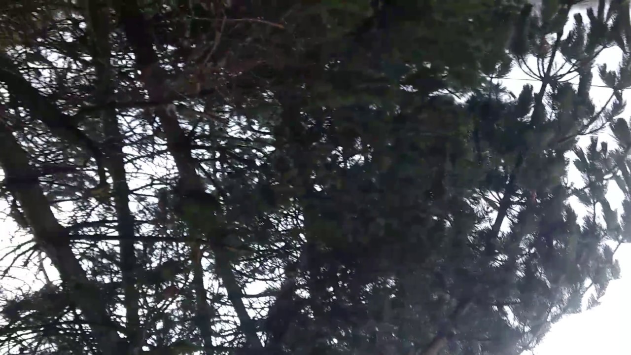 Bigfoot proof they grow tree's upside-down part1 - YouTube
