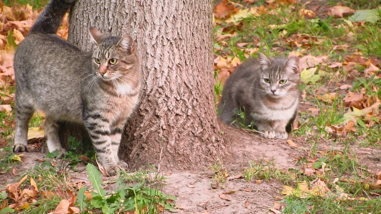 Sad cats. Goodbye October, welcome November - YouTube