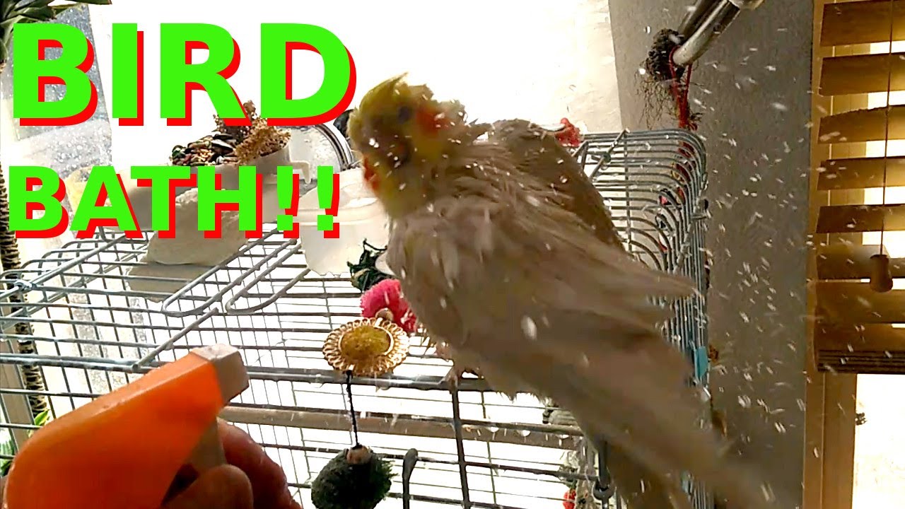 My Bird Takes A Bird Bath | Cockatiel takes a shower - YouTube