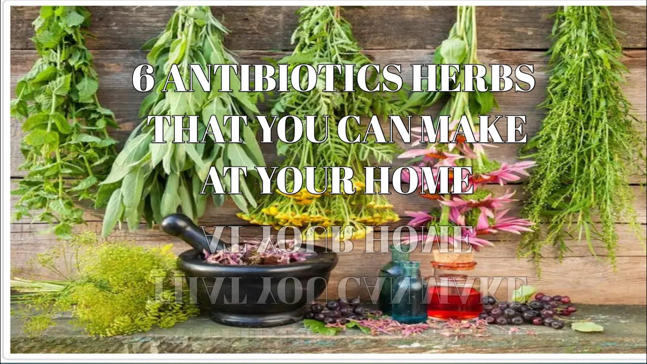 6 Antibiotics Herbs that you can make at you home - YouTube