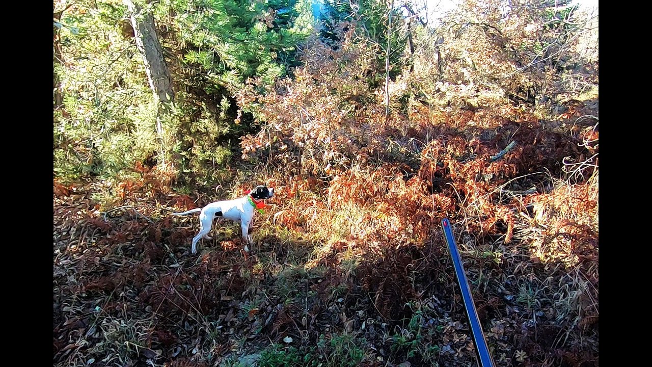 Woodcock hunting with Pointer🎯.Κυνήγι μπεκατσας με Pointer.2024.GREECE ...