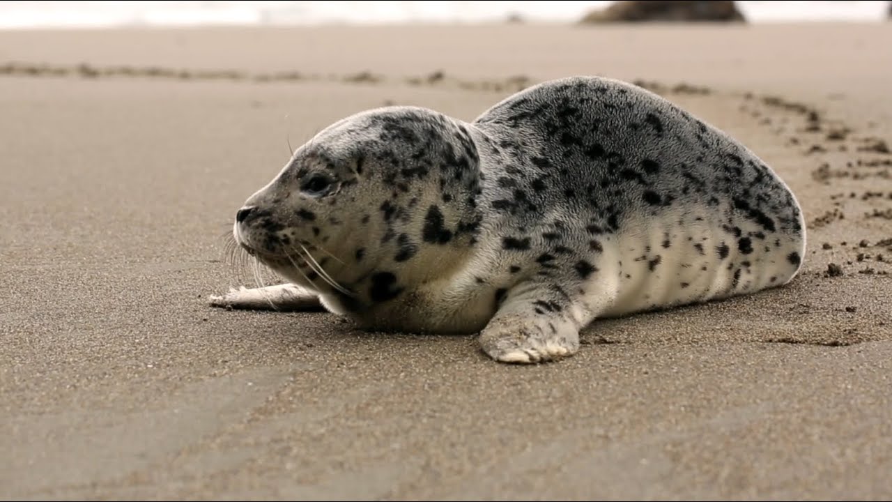 Discover Unique Types of Sea Seals You’ve Never Seen Before - YouTube