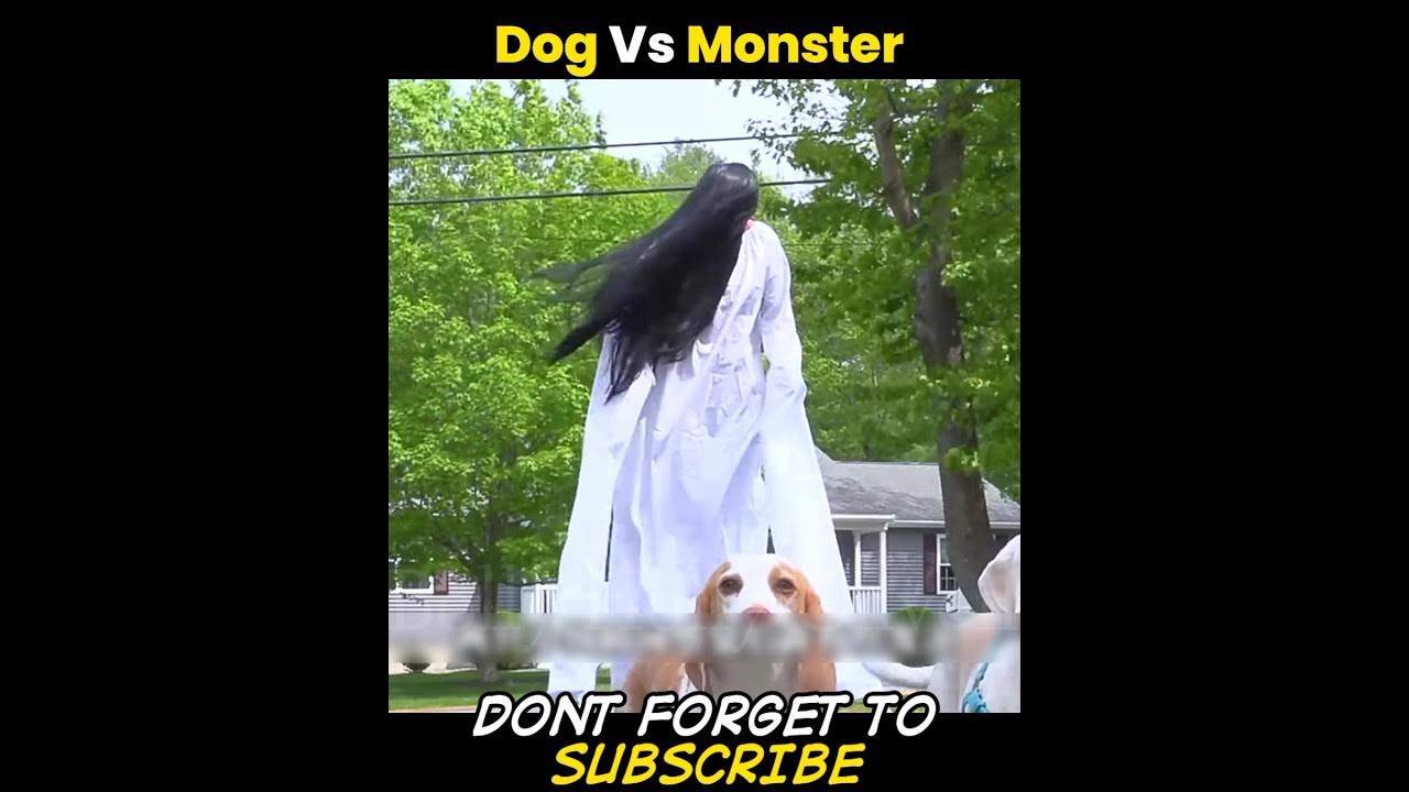 Dogs vs Giant Ring Girl #shorts - YouTube