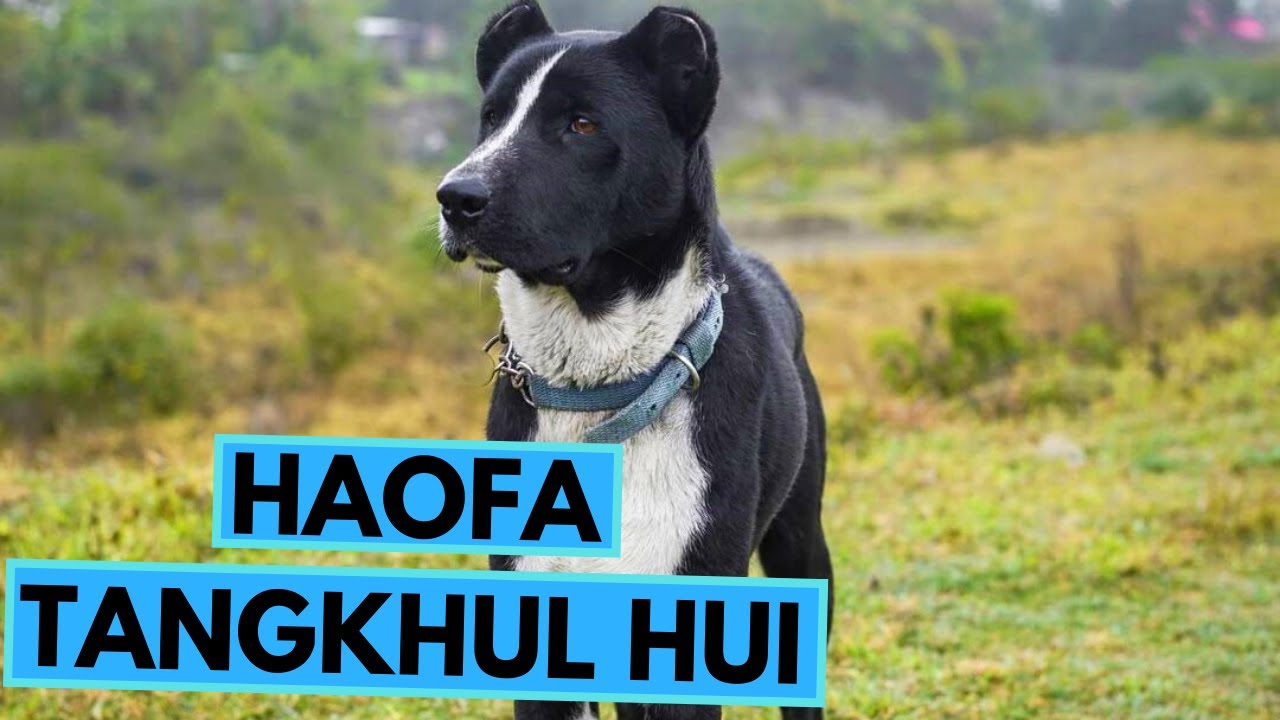 Haofa - Tangkhul Hui Dog Breed - TOP 10 Interesting Facts - YouTube