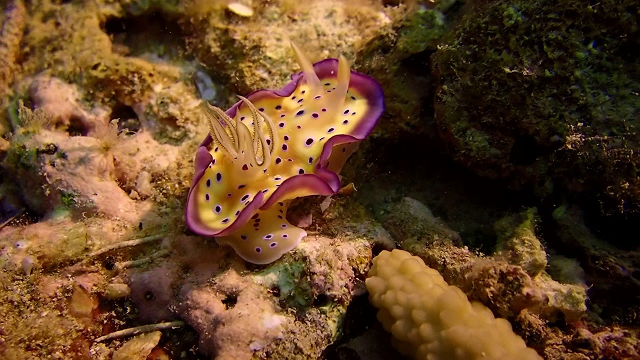 Sea slugs are awesome - YouTube