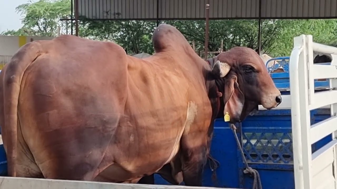 gir bull girraj legend gir bull aravali Dairy farm 9983954391 - YouTube