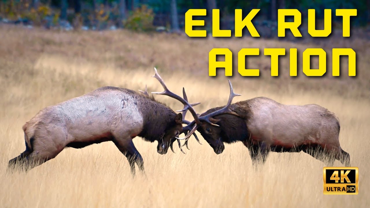Massive Bull Elk Get Into INTENSE FIGHT During the Elk Rut - 4K - YouTube
