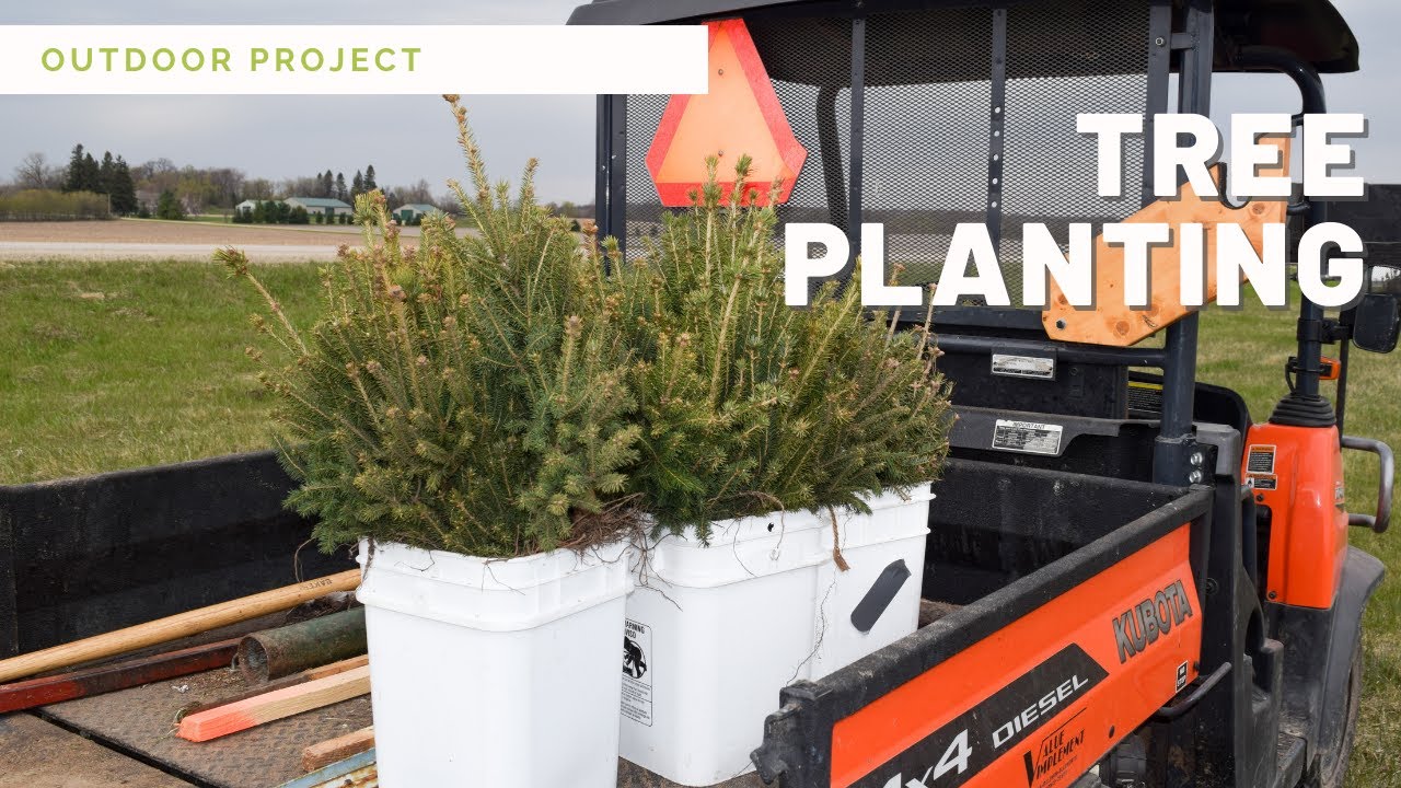 Planting Evergreen Trees 🌲 - YouTube