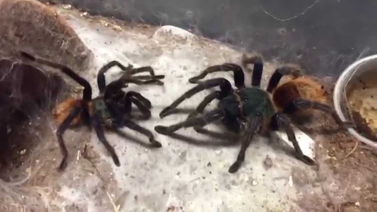 Green bottle blue tarantula breeding - YouTube