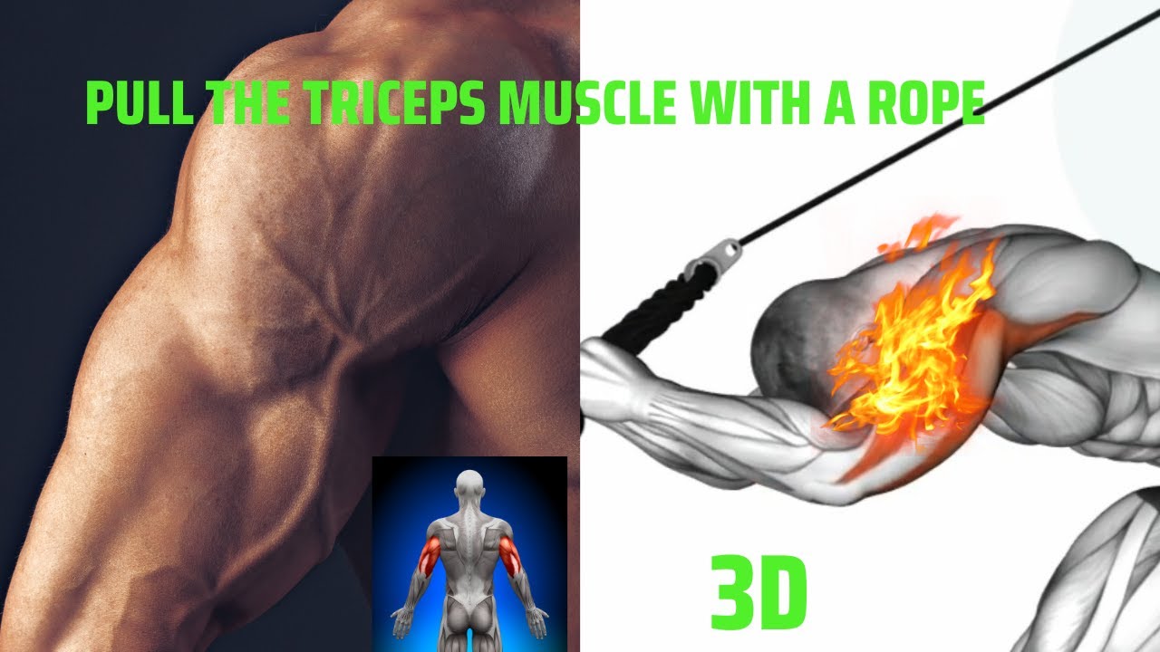 Powerful Triceps: 5 Dynamic Triceps Toning Exercises - Bodybuilding ...