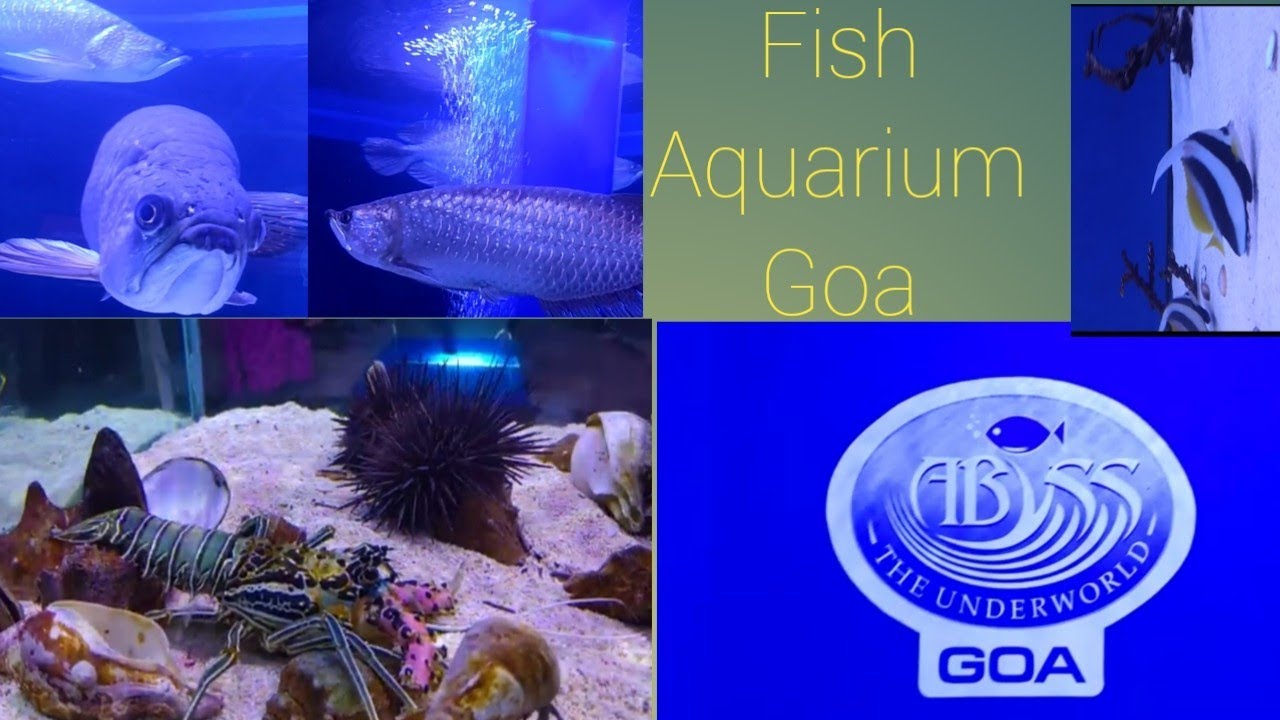 👉ABYSS Fish Aquarium |GOA| - YouTube