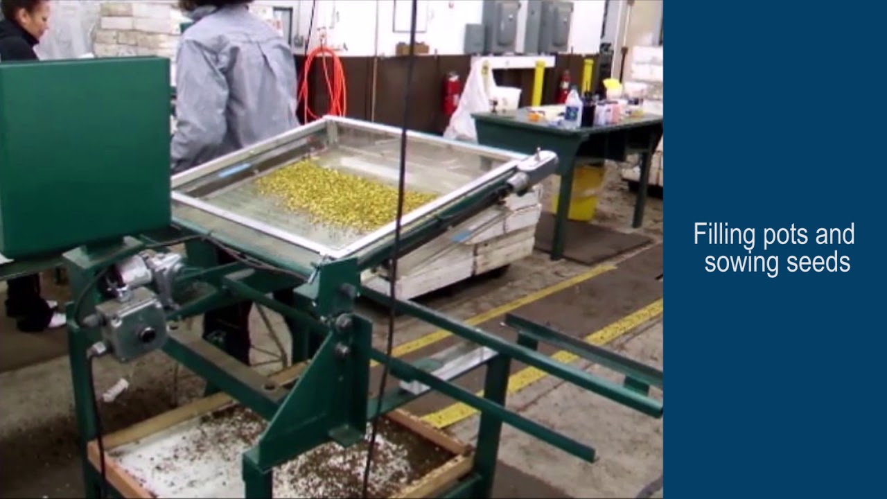 Greenhouse Sowing and Thinning - YouTube