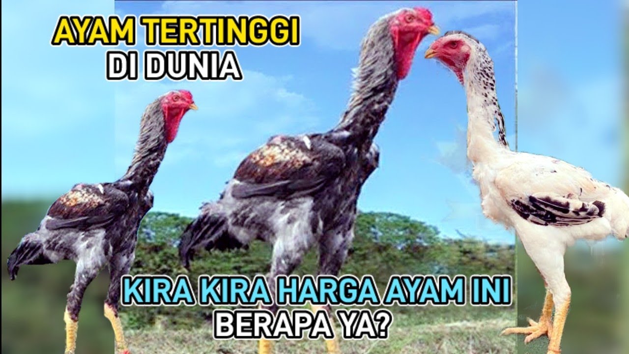 Harganya mahal - Ras ayam Indio Gigante - ras ayam raksasa tinggi besar ...