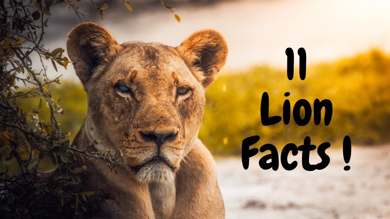 11 Mind-Blowing Lion Facts You Never Knew - YouTube