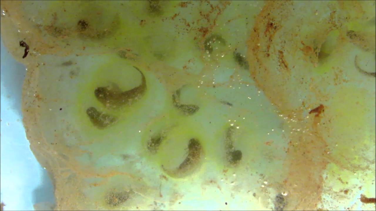 Spotted Salamander Larvae Developing & Hatching!! - YouTube