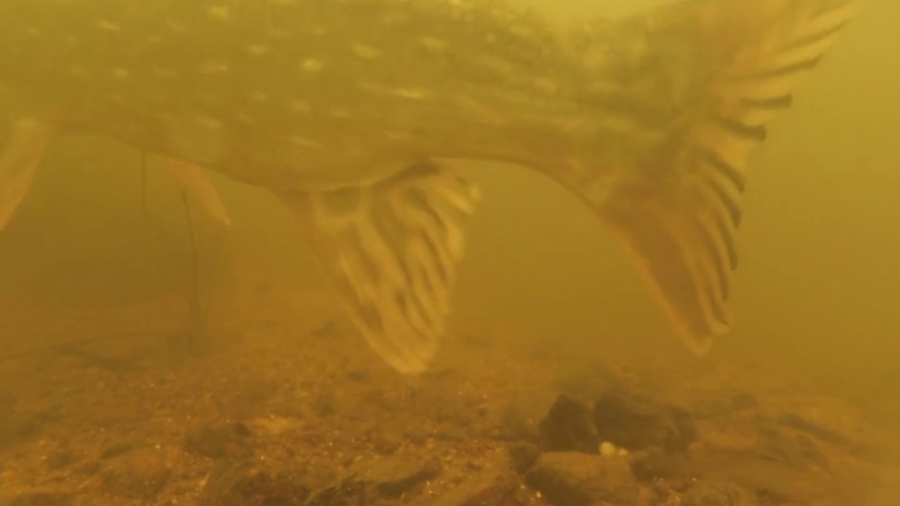 GoPro Pike Attack - YouTube
