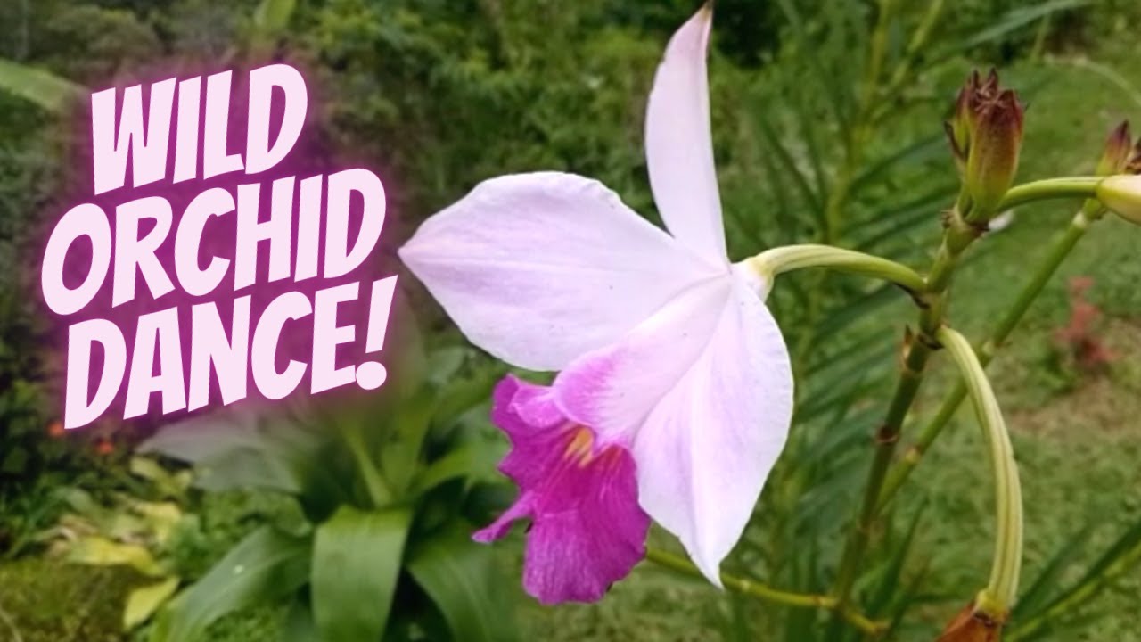 Wild Orchid Dance | Orkid Tanah - YouTube