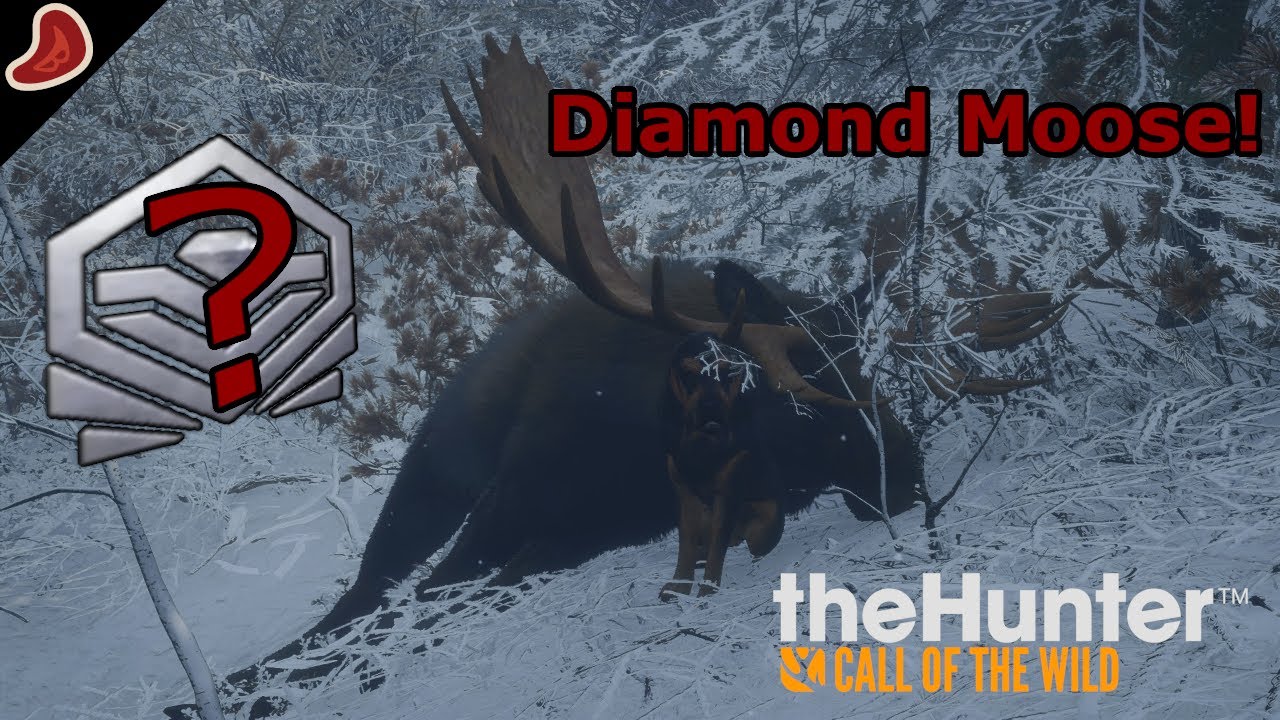 Messed Up Diamond Moose!?!? | Call of the Wild Great One Moose Grind! - YouTube
