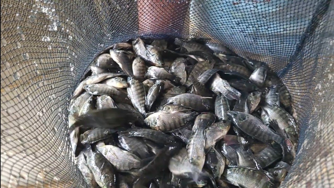 "Primeiro vídeo" FOMOS COMPRAR FILHOTES DE PEIXES🐟🏞 - YouTube