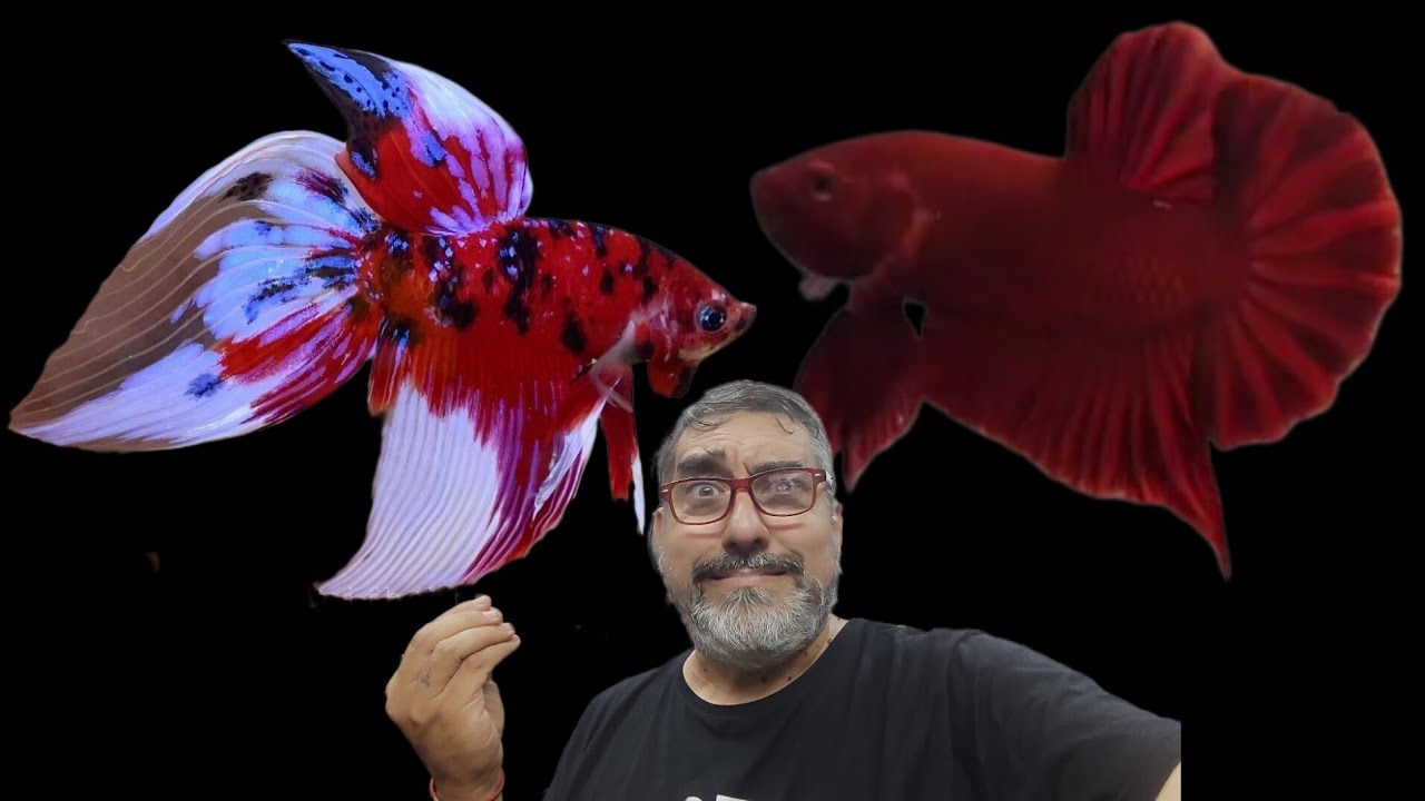 pez Betta MARMOL O SOLIDO? CUAL ELEGIS - YouTube