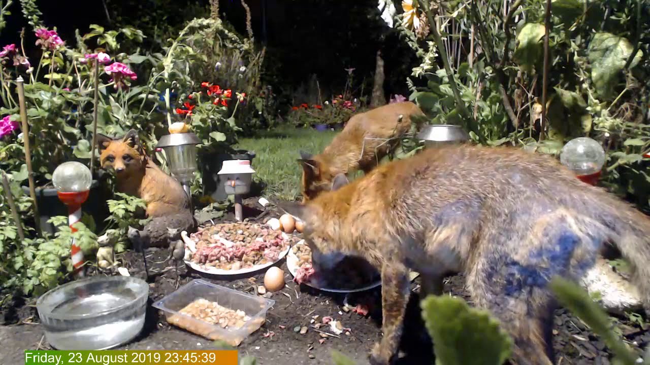 Foxheaven Dublin Ireland Live stream.2 Foxes. - YouTube