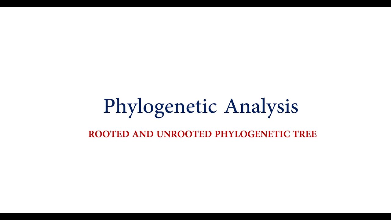Rooted & Unrooted Phylogenetic Trees - YouTube