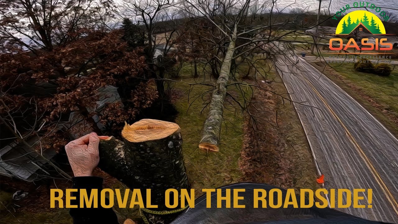 Climbing & Removing Tree on Roadside that was Damaged by a Car! - YouTube