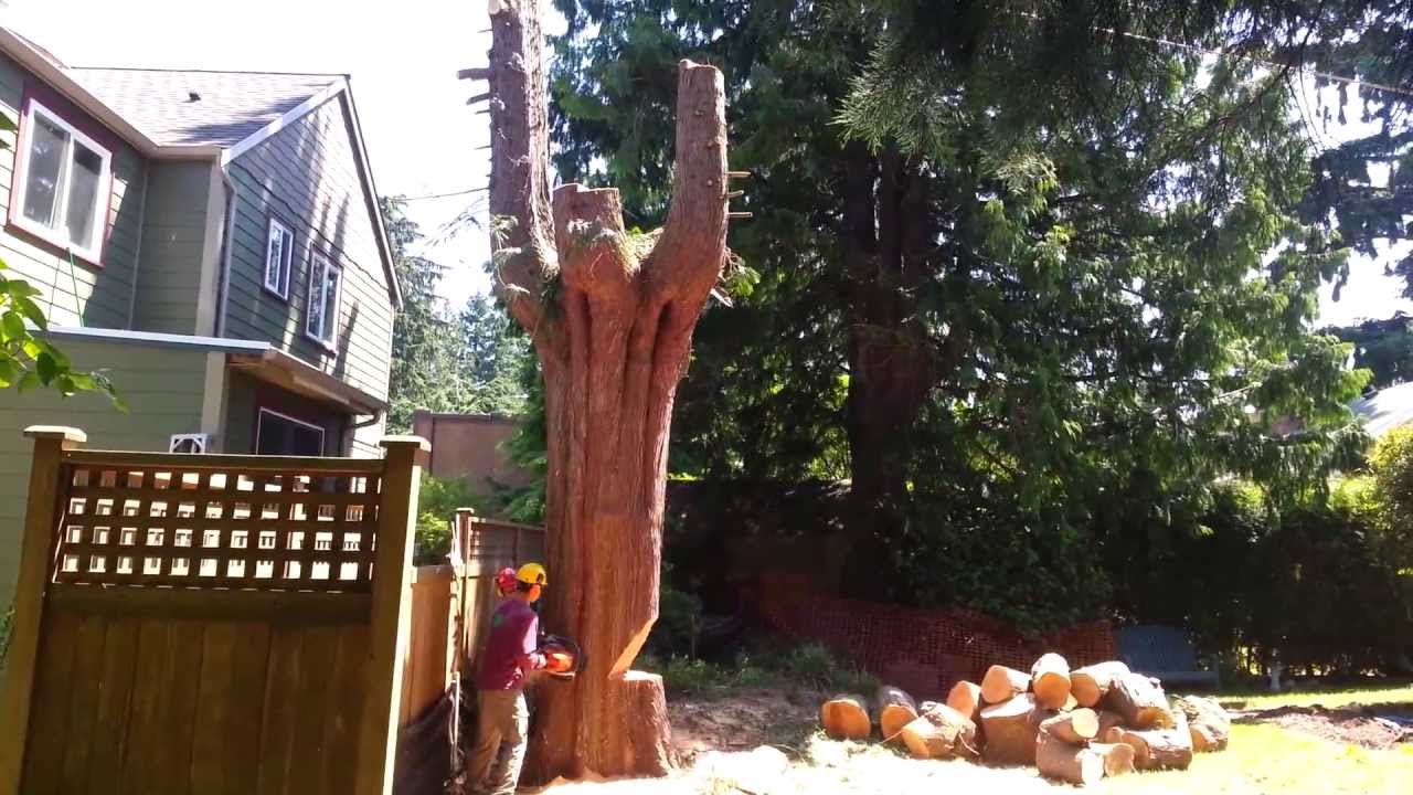 Tree Falling Fail - Almost Crushes Man! - YouTube