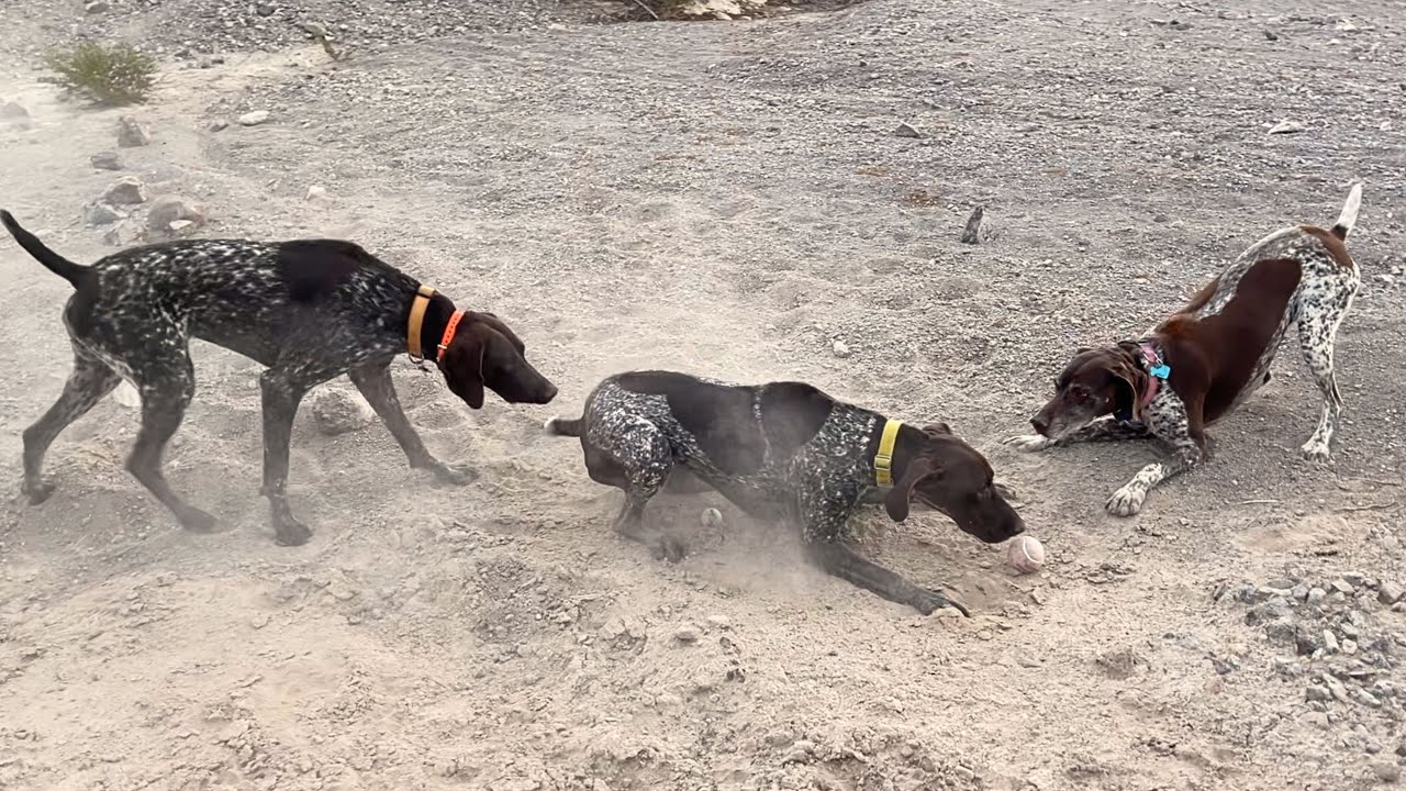 We Ran Into 2 German Shorthaired Pointers *Pure Madness - YouTube