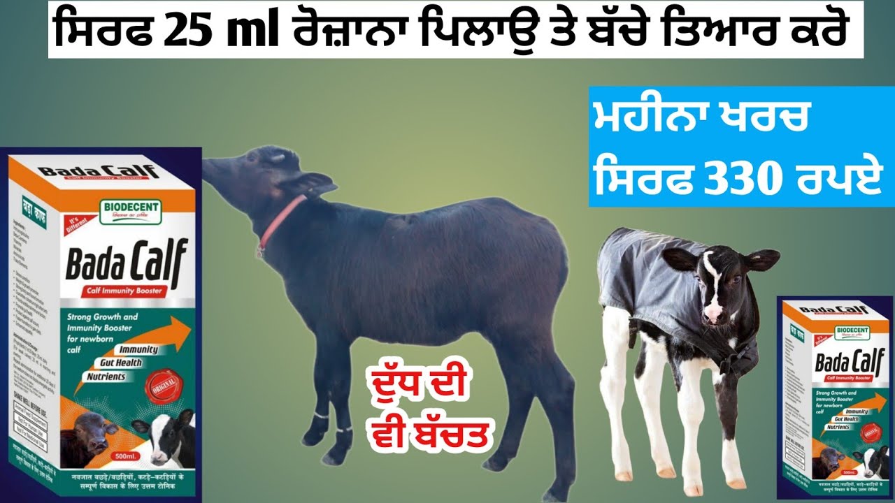 ਸਿਰਫ 330 ਰੁਪਏ ਚ ਕਰੋ ਟੌਪ ਦੇ ਬੱਚੇ ਤਿਆਰ। ਦੁੱਧ ਦੀ ਵੀ ਬੱਚਤ। मात्र 330 रुपए ...