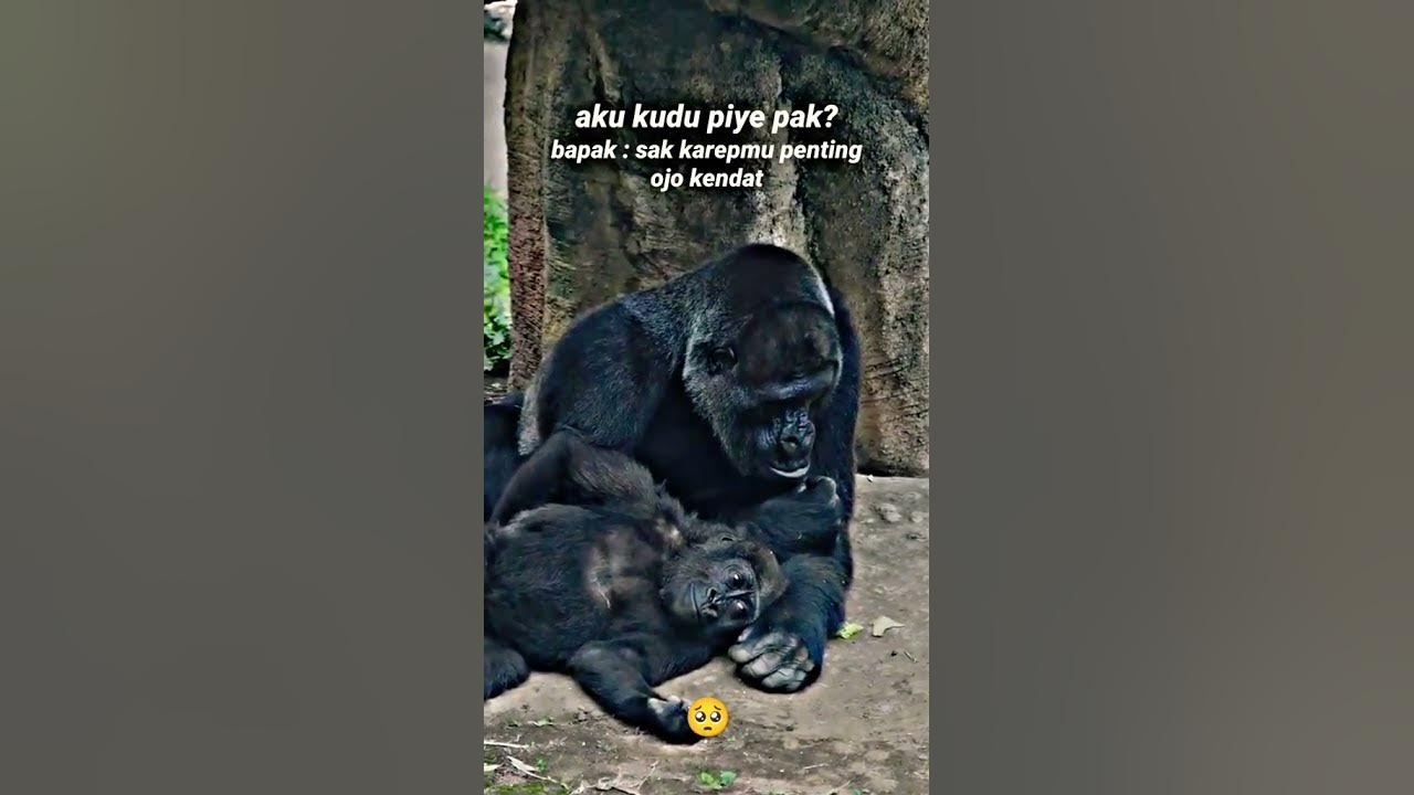 Aku kudu piye - YouTube