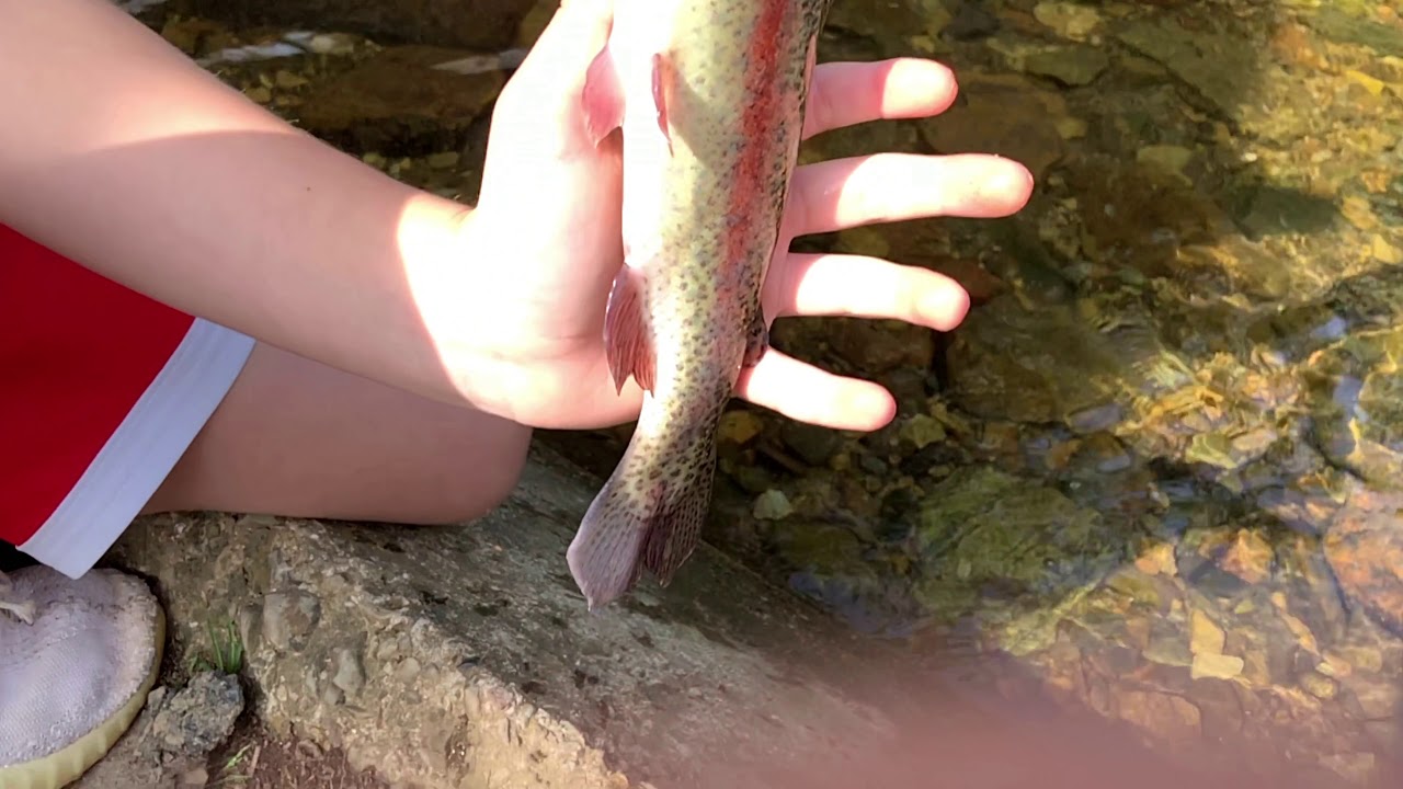 NICE TROUT FISHING DAY!!!!!!!!! - YouTube