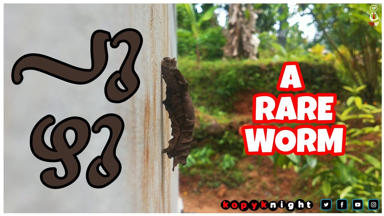 ഇവനെ കണ്ട് ഞെട്ടാൻ വരട്ടെ | Top Unique Worm | Rare creatures | Shy worm ...
