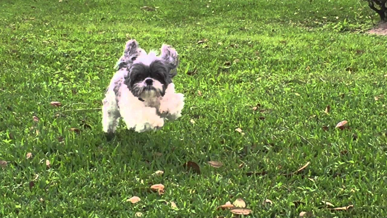 tango - the shih tzu (running) - YouTube