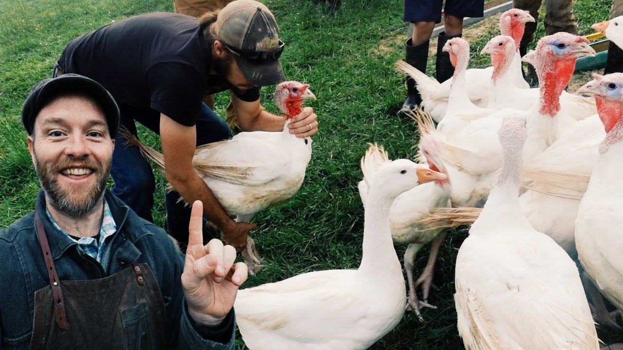 Turkey Whisperer Shows Us How to Catch a Pastured Turkey - YouTube