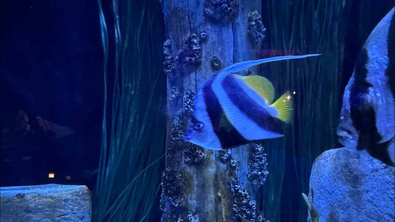 Minnesota SEA LIFE Aquarium at the Mall of America (full version ...