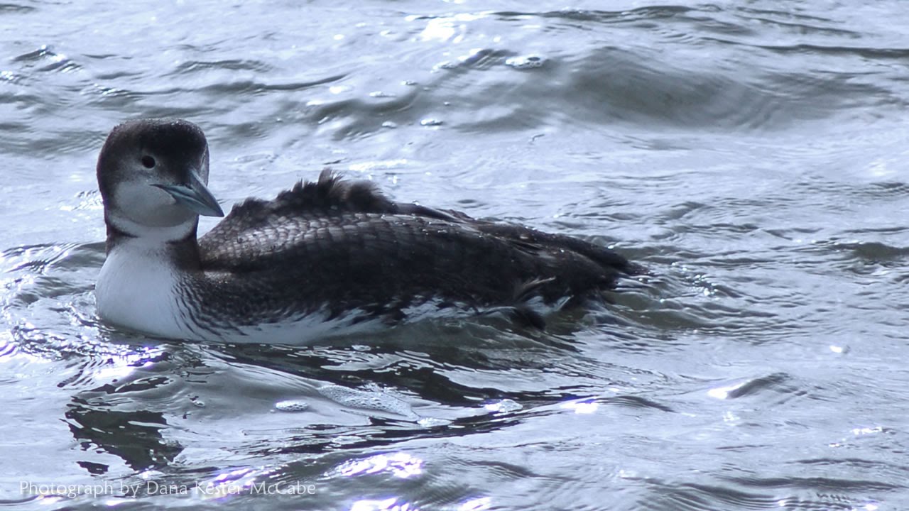Winter Inlet Birding - YouTube