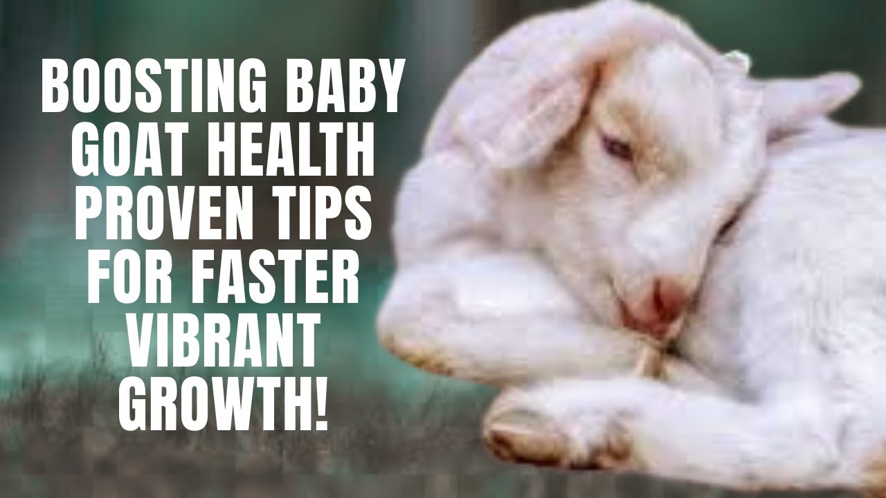 Boosting Baby Goat Health Proven Tips for Faster, Vibrant Growth! - YouTube