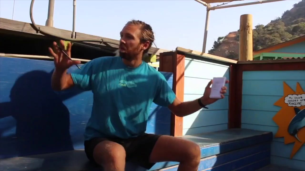 Skates vs Rays - YouTube