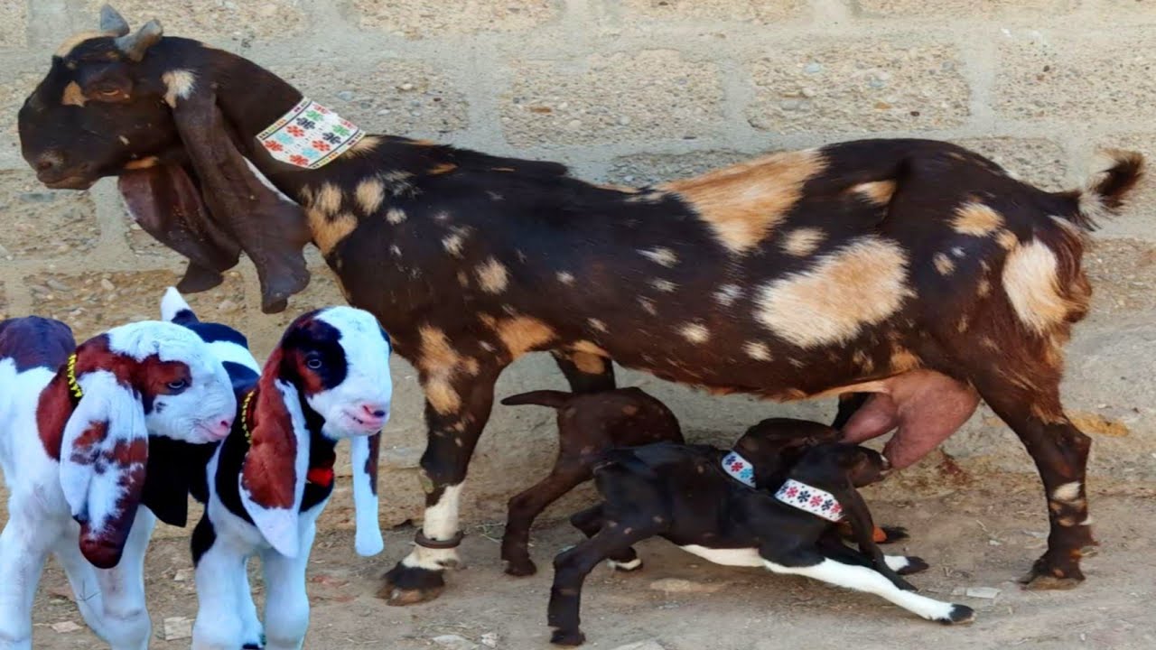 Top 5 Profetable Goat Breeds Of Pakistan || Beetal, kamori, Barbri ...