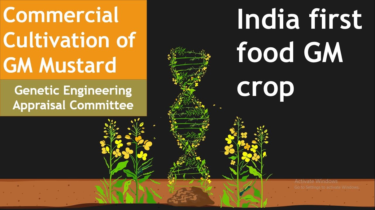 GM Mustard Hybrid DMH 11 — Recommendations of GEAC under the Ministry ...