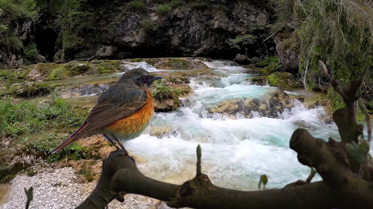 Forest Birdsong Nature Sounds 🎧 Relaxing Bird Sounds for Sleeping🎧 ...
