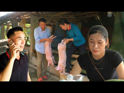 Selling pigs, building a bamboo fence - what will Thuy's life be like when a third person appears?