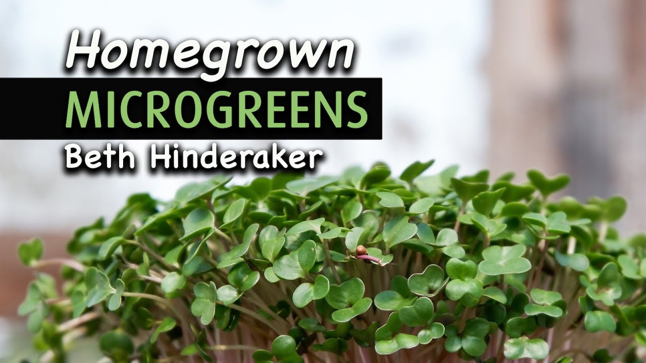 Homegrown Microgreens | Beth Hinderaker - YouTube