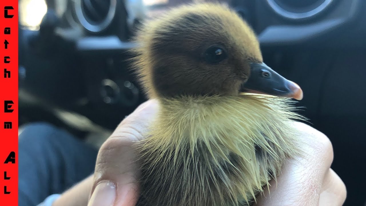BABY DUCK **Circle of Life** to LIGHTNING BLOB CATFISH! - YouTube