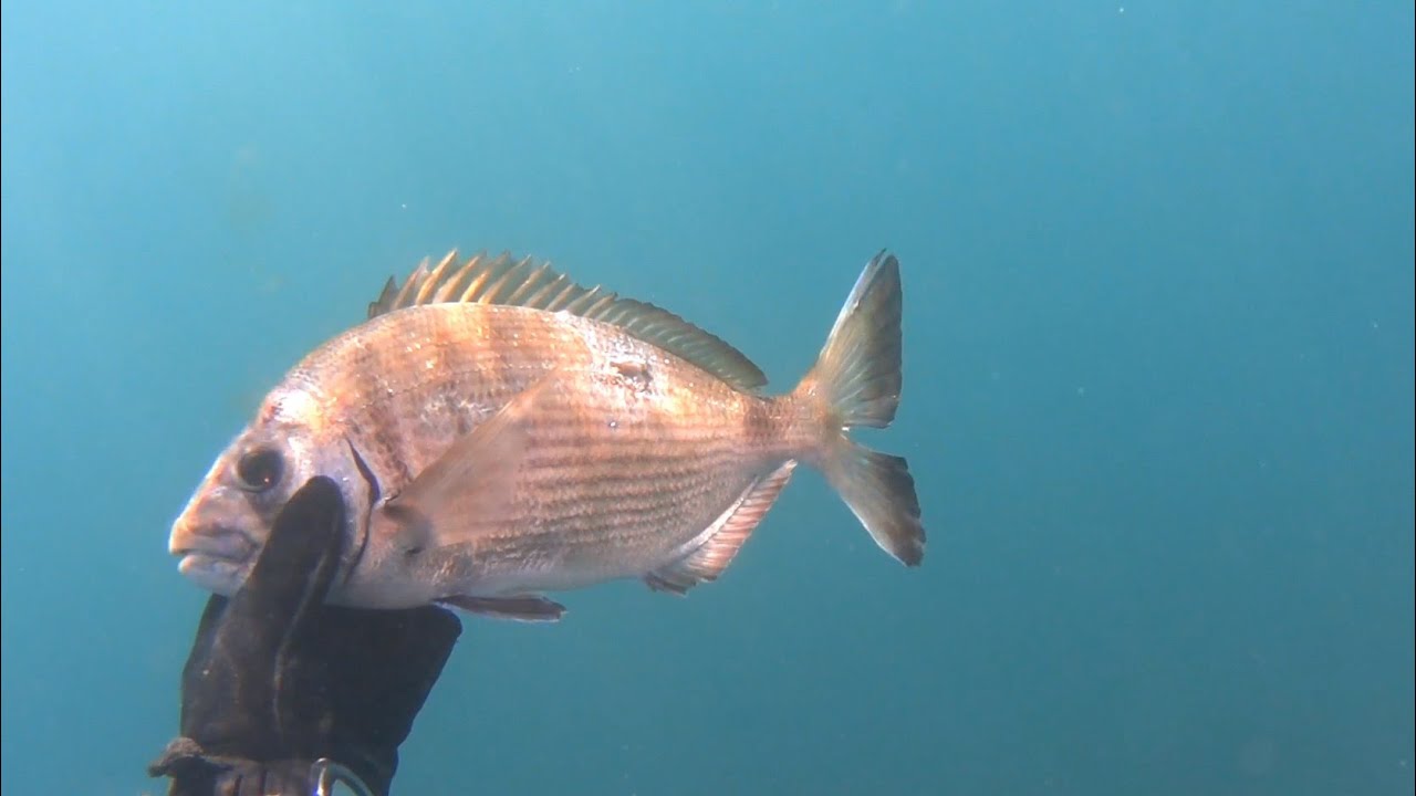 ΛΑΥΡΑΚΙ🐟ΜΕ🤿ΕΠΙΦΑΝΕΙΑΚΟ💦ΨΑΡΟΝΤΟΥΦΕΚΟ💯&🪸Ο🐬ΣΑΡΓΟΣΑΥΡΟΣ🇬🇷🇨🇾SPEARFISHING🔱 ...