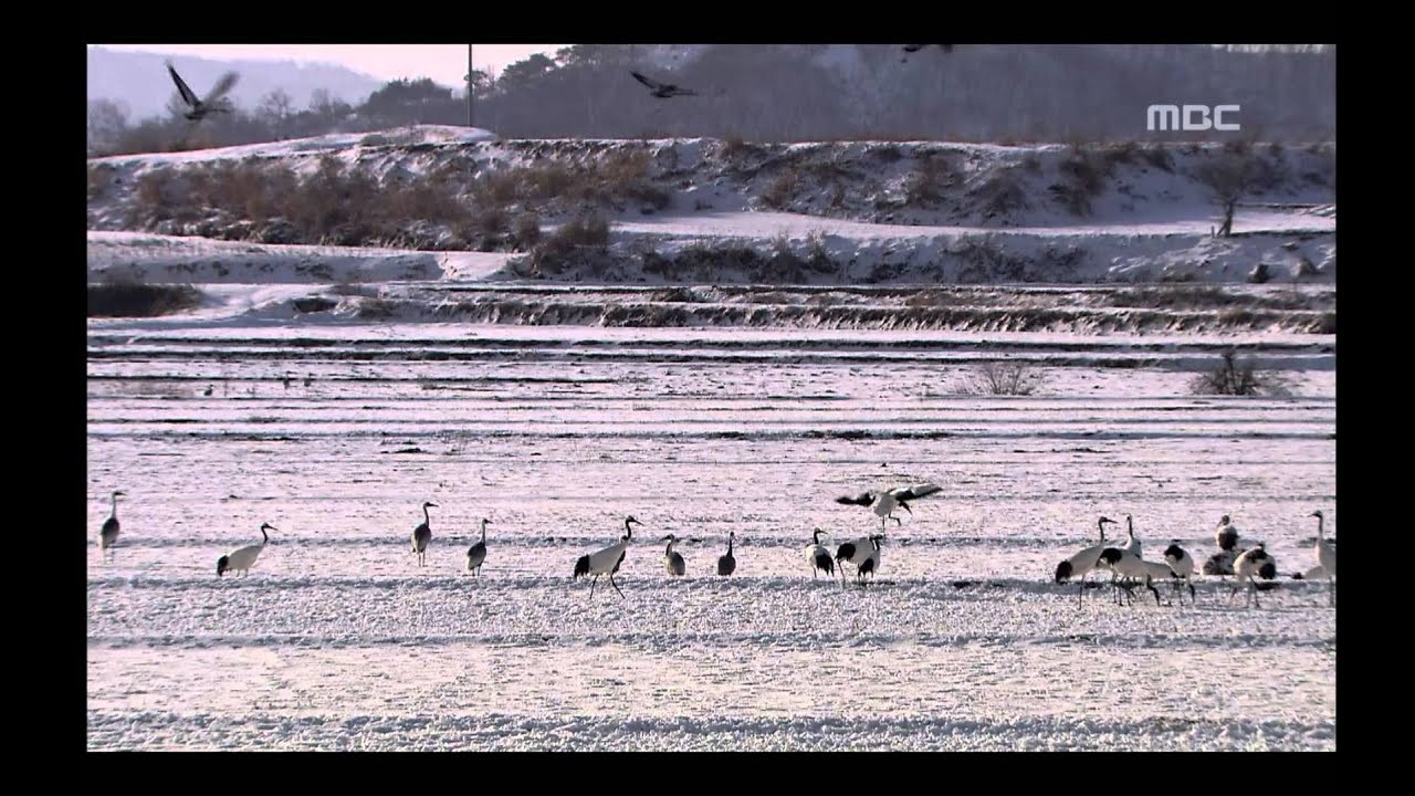 Red-crowned Crane in the Imjin River - Wildlife in the DMZ EP02, #06 ...